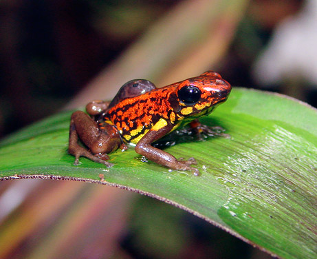 Curiosidades y fotos de animales: Rana