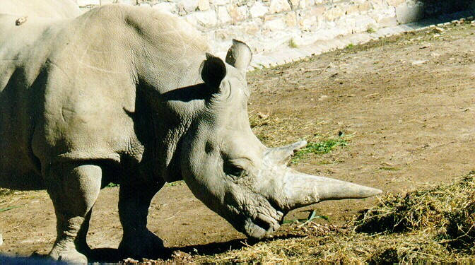 Curiosidades y fotos de animales: Rinoceronte