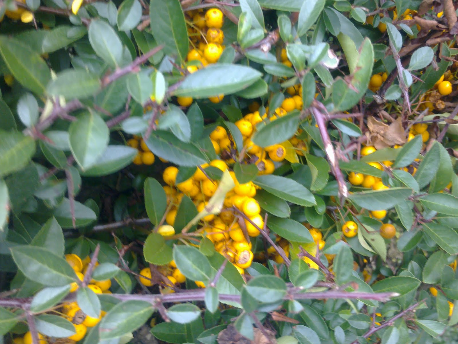 The Travels of Garmisch: Found the Orange Berries