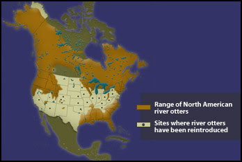 The Life of North American River Otters