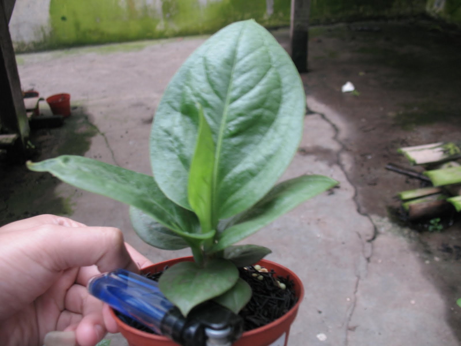 Aneka Nursery: biji kb (2) daun bulat dan lebar.. 8 daun.
