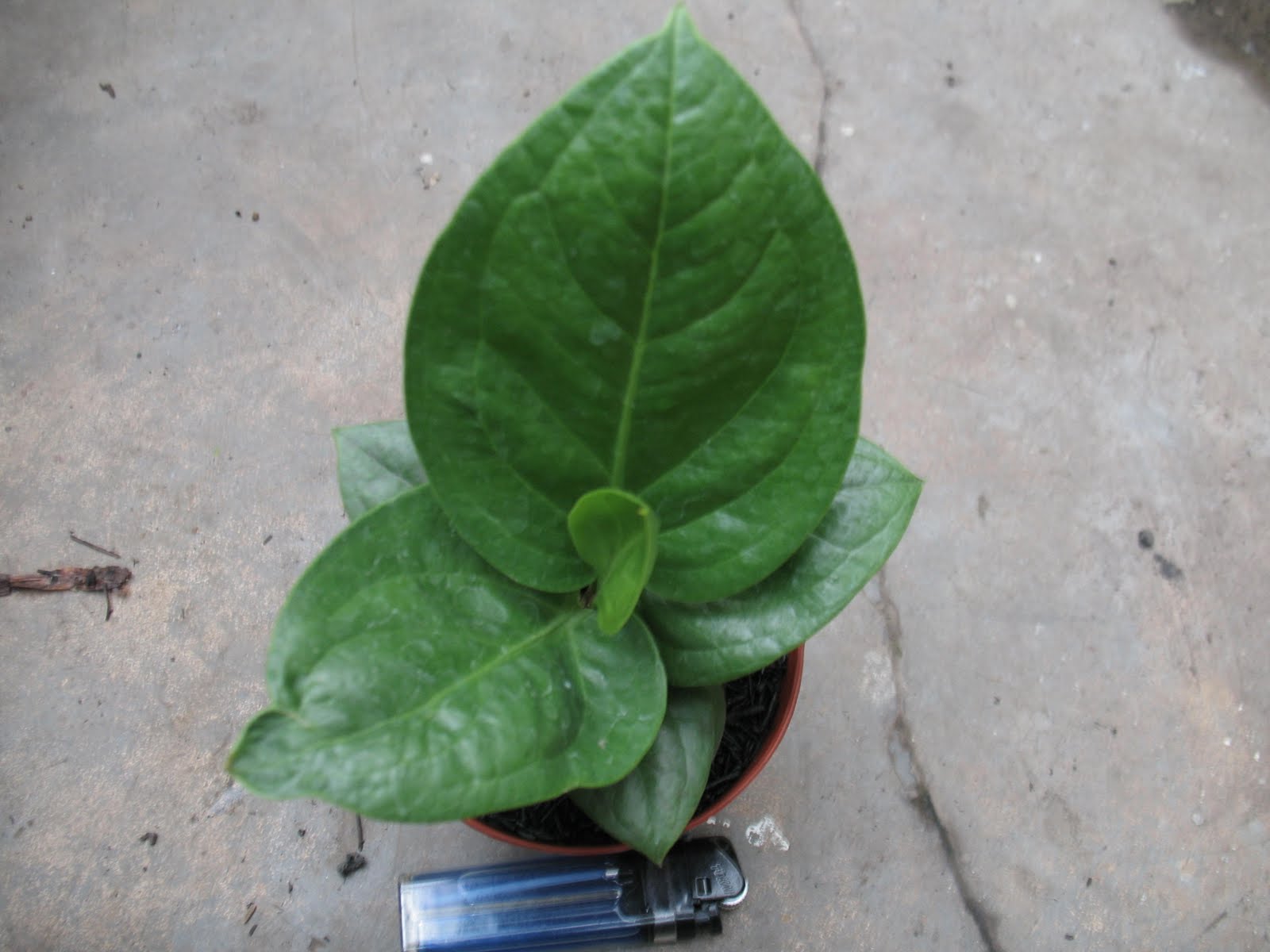 Aneka Nursery: biji kb (2) daun bulat dan lebar.. 8 daun.