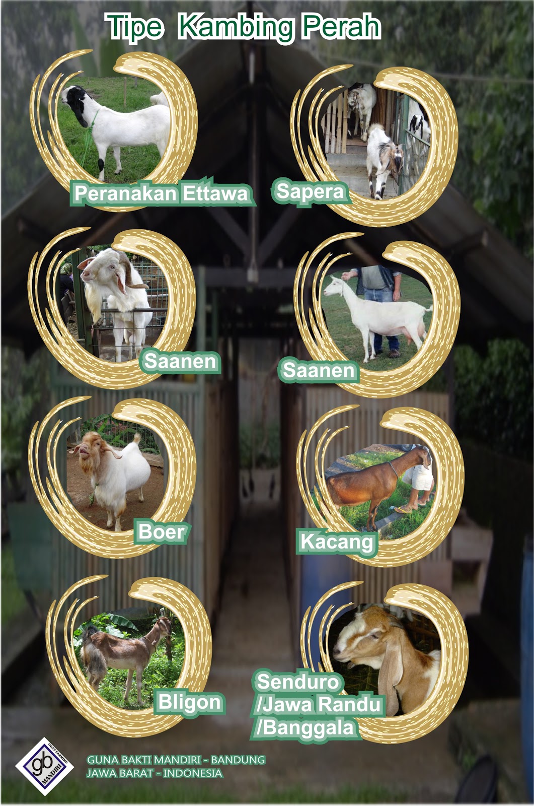 Susu Kambing egoodmilk: Jenis Kambing Perah