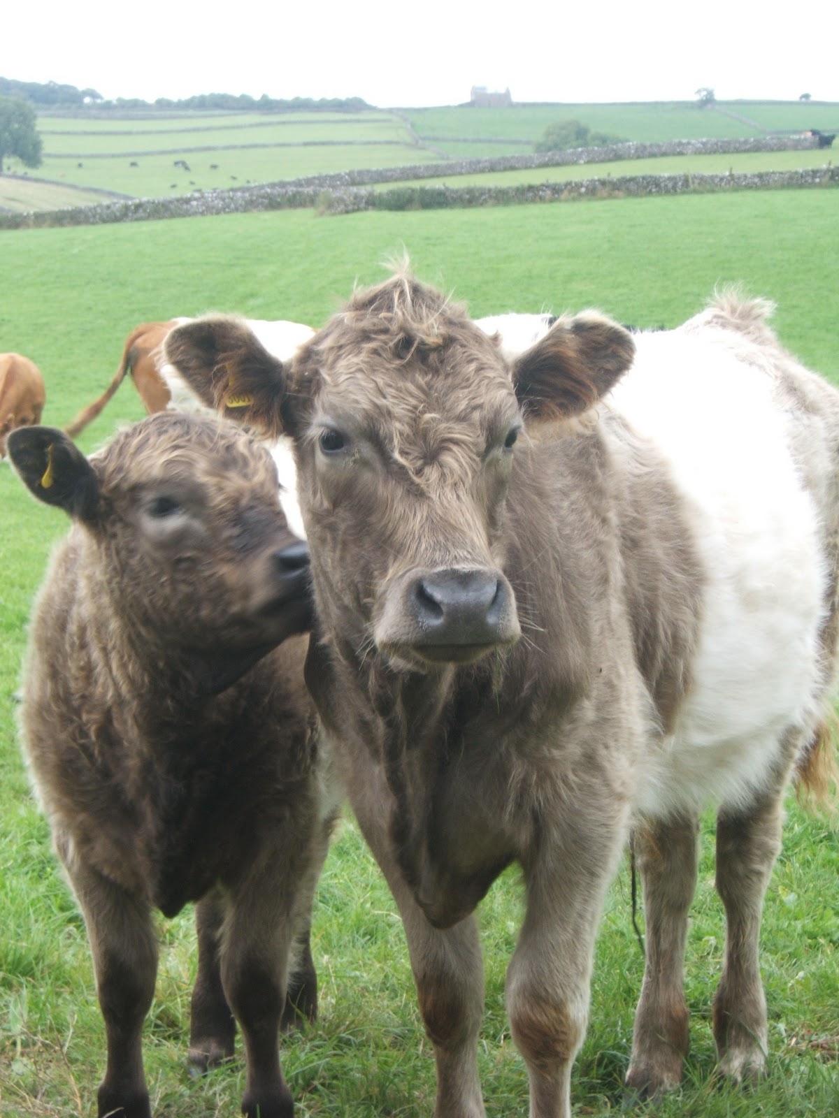 Little Sealed Packages: Belted Galloway