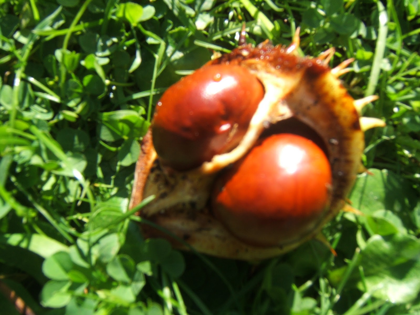 Little Sealed Packages: Conker