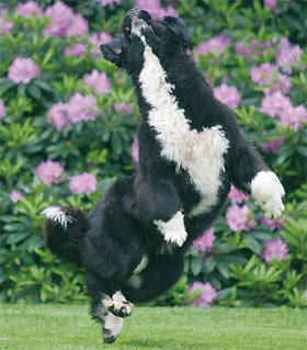 The Irish Spotted Newfoundland Society