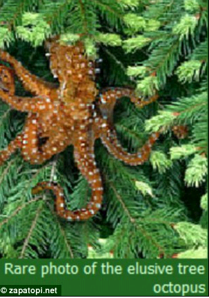 cryptonaut-in-exile: The plight of the the endangered tree octopus is ...