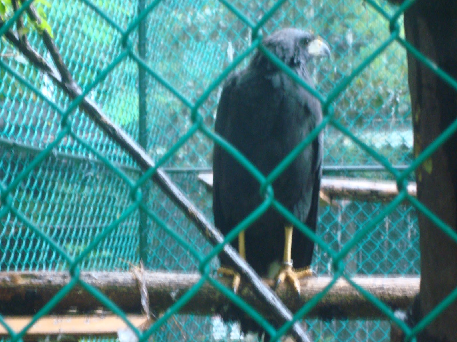 MUNDO AVE: Aguila Negra