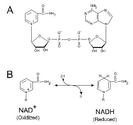 Biofísica: NADH y FADH2 como fuentes de poder reductor