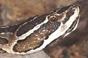 serpientes argentinas: yarara grande o vibora de la cruz