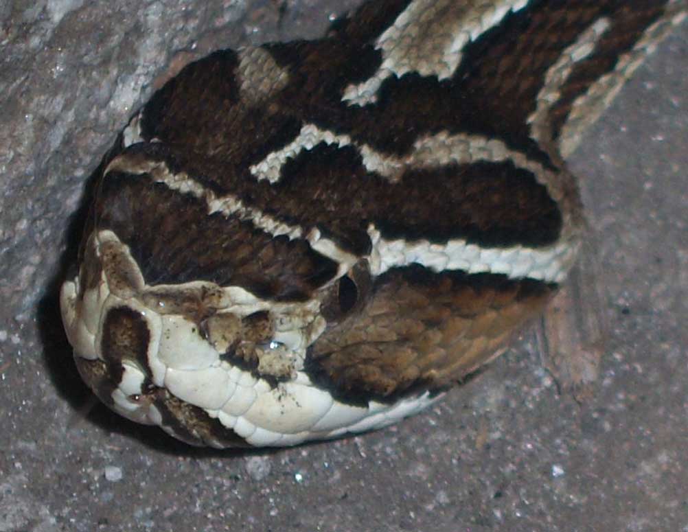 serpientes argentinas: yarara grande o vibora de la cruz