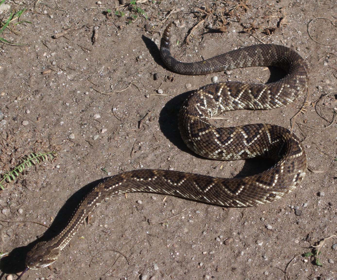 serpientes argentinas: SERPIENTE DE CASCABEL