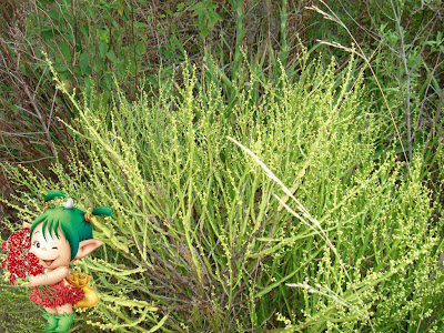 Medicina da natureza: Carqueja