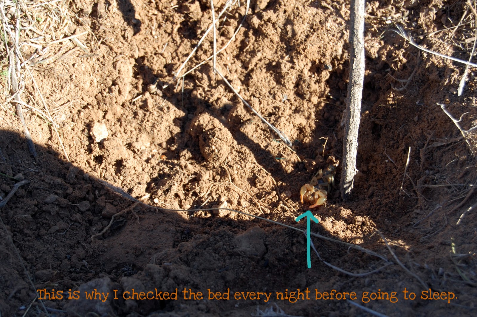 Twig: Thanskgiving break in 7 states