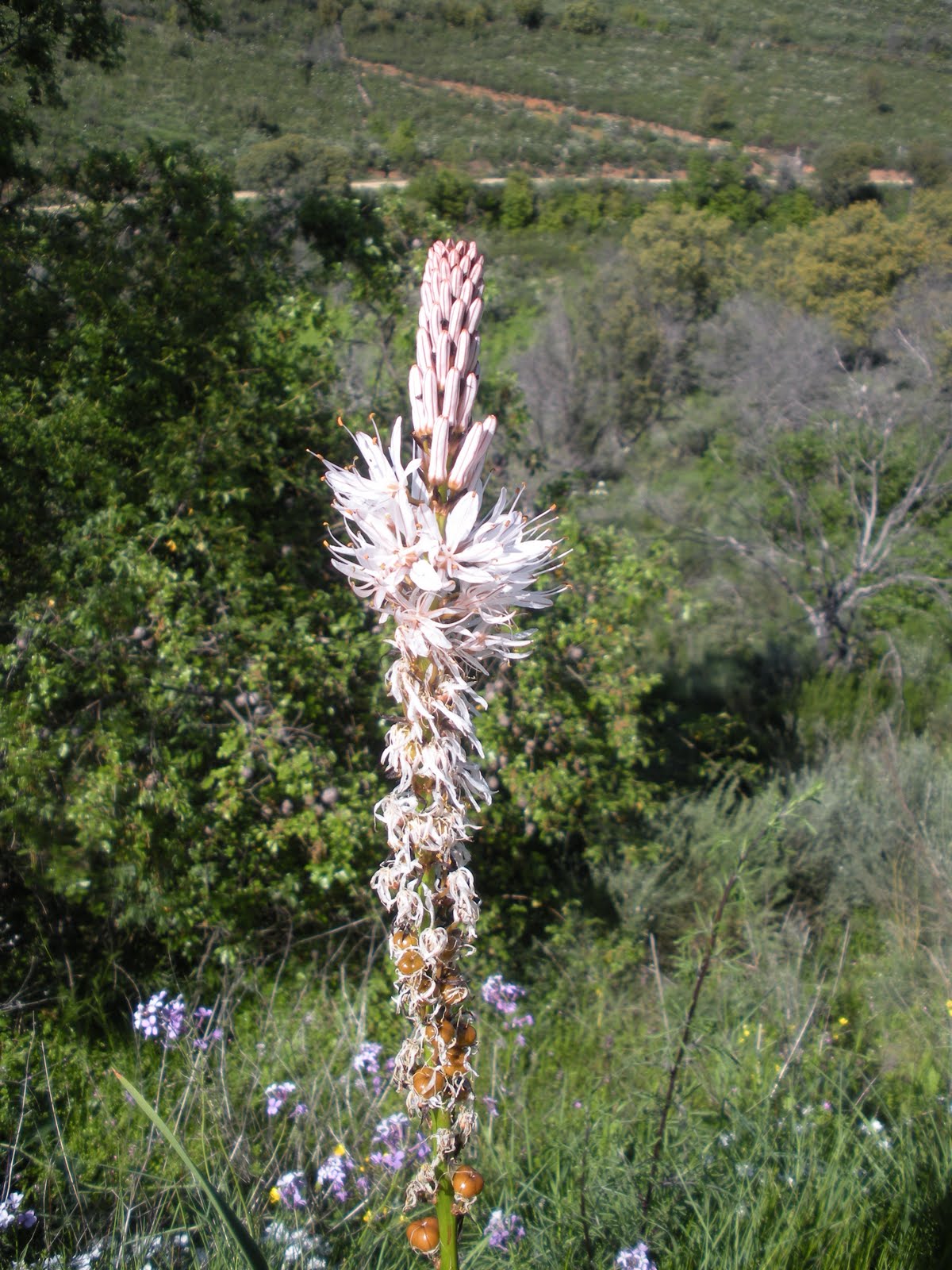 Manuel Cabello y Esperanza Izquierdo. "El blog de Ocurris". En Ubrique ...