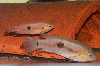 Mahengechromis: Gioielli dall'altra Africa: Hemichromis