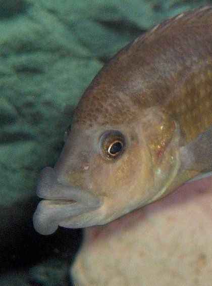 Mahengechromis: Abactochromis, un nuovo genere per il labrosus