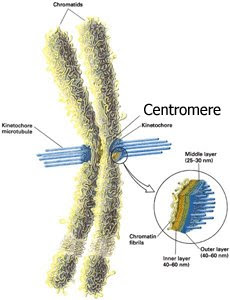 Phycology Pharm: Chromosome...Chromatid...Centromere...Kinetochore