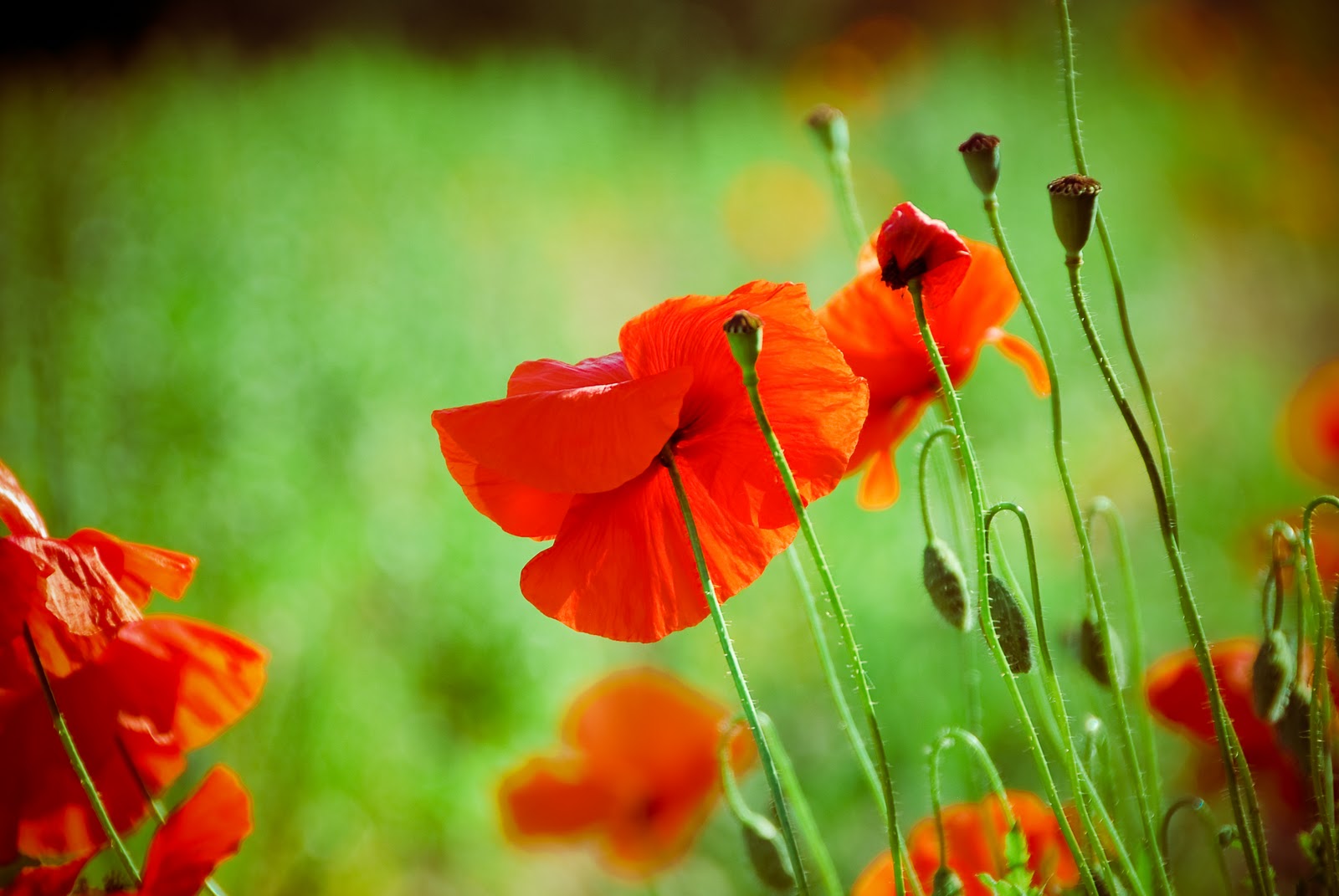moments of perfect clarity: pretty poppies for the weekend