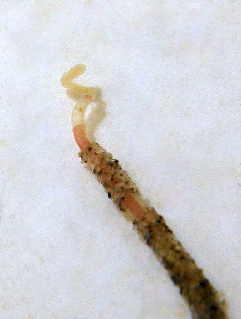 Wanderin' Weeta (With Waterfowl and Weeds): 04/01/2010 - 05/01/2010