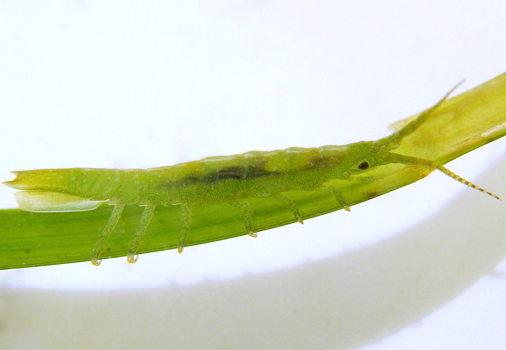 Wanderin' Weeta (With Waterfowl and Weeds): Fourteen-footer. But green ...