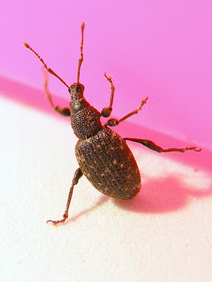 Wanderin' Weeta (With Waterfowl and Weeds): Weevil's evening out