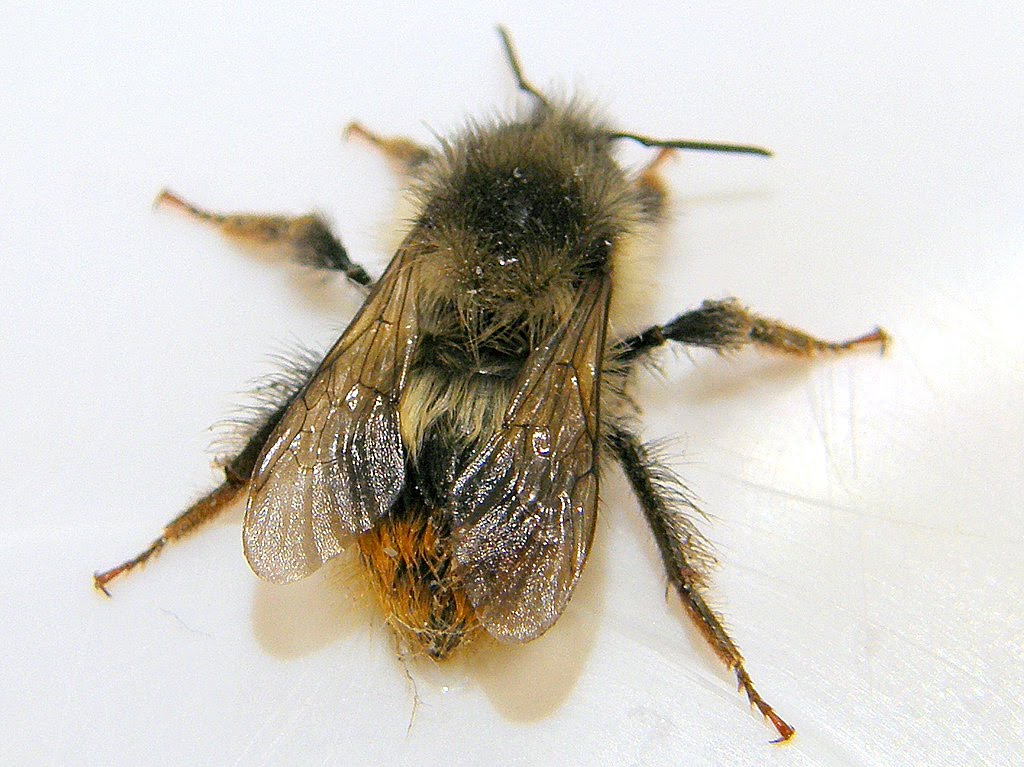 Wanderin' Weeta (With Waterfowl and Weeds): 05/01/2010 - 06/01/2010