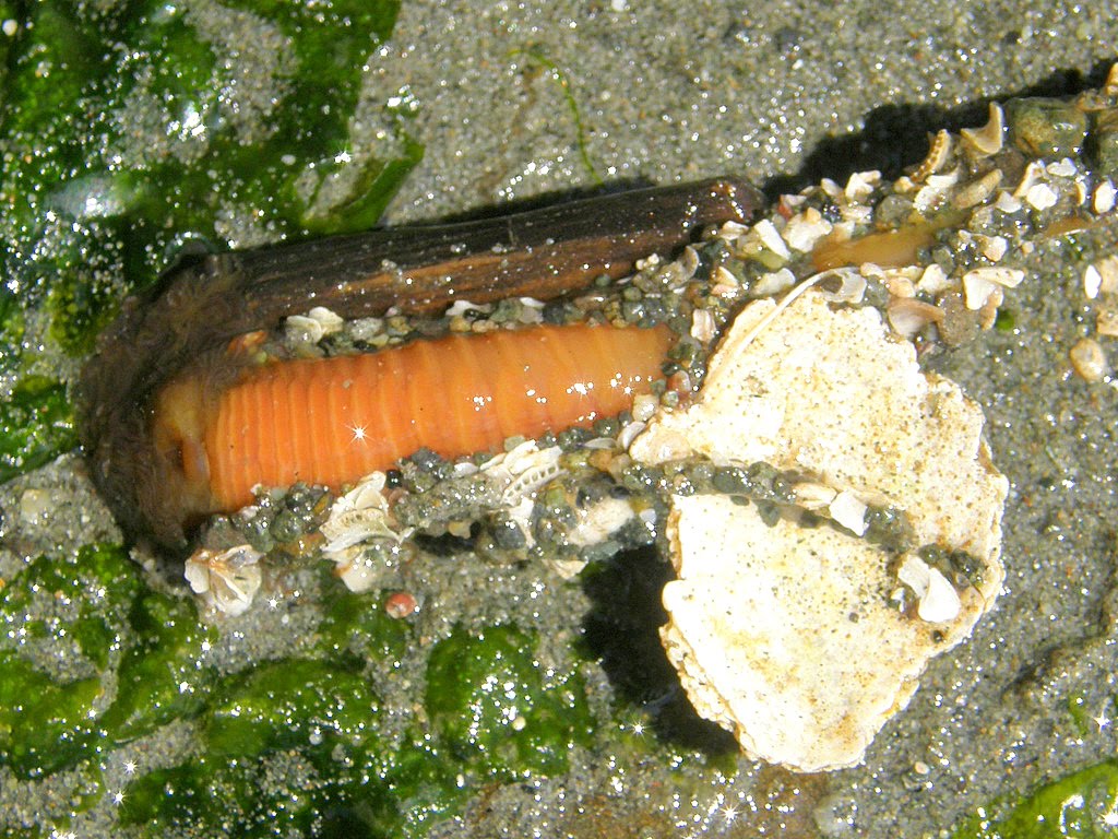 Wanderin' Weeta (With Waterfowl and Weeds): A squirm of worms