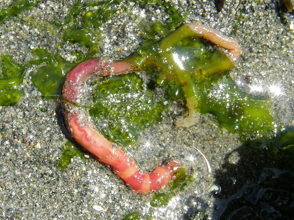 Wanderin' Weeta (With Waterfowl and Weeds): A squirm of worms