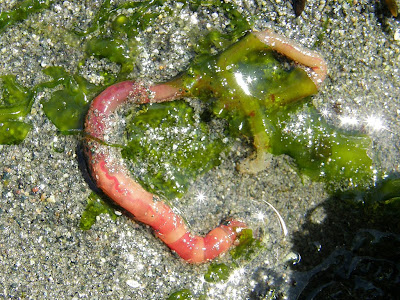 Blood colors in (Earthly) nature : r/homestuck