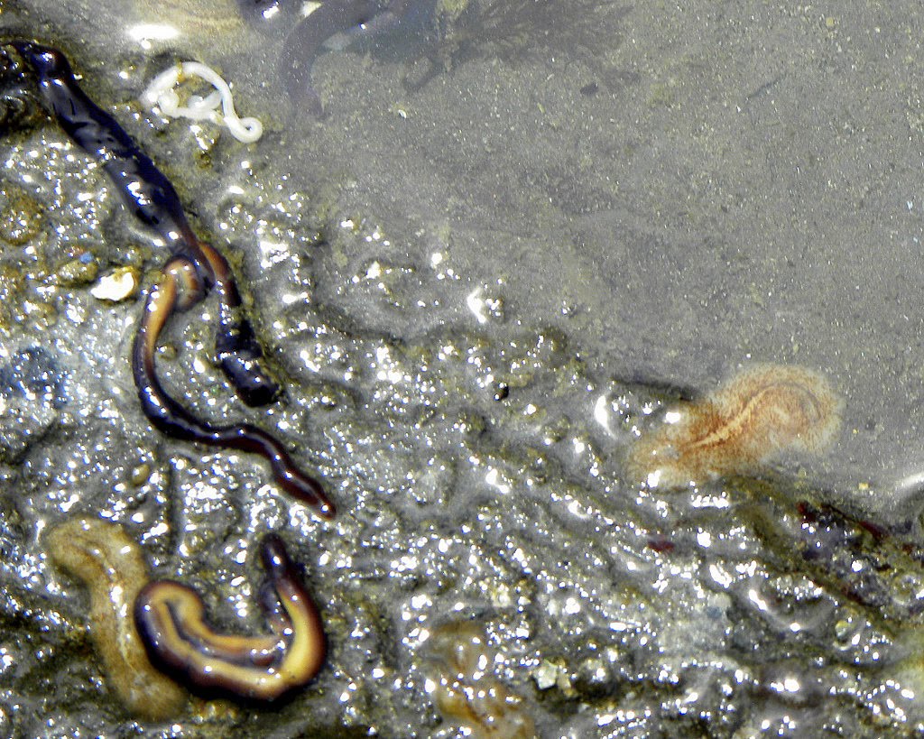 Wanderin' Weeta (With Waterfowl and Weeds): A squirm of worms