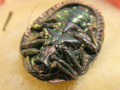 Wanderin' Weeta (With Waterfowl and Weeds): Ancient Mystery Beetle