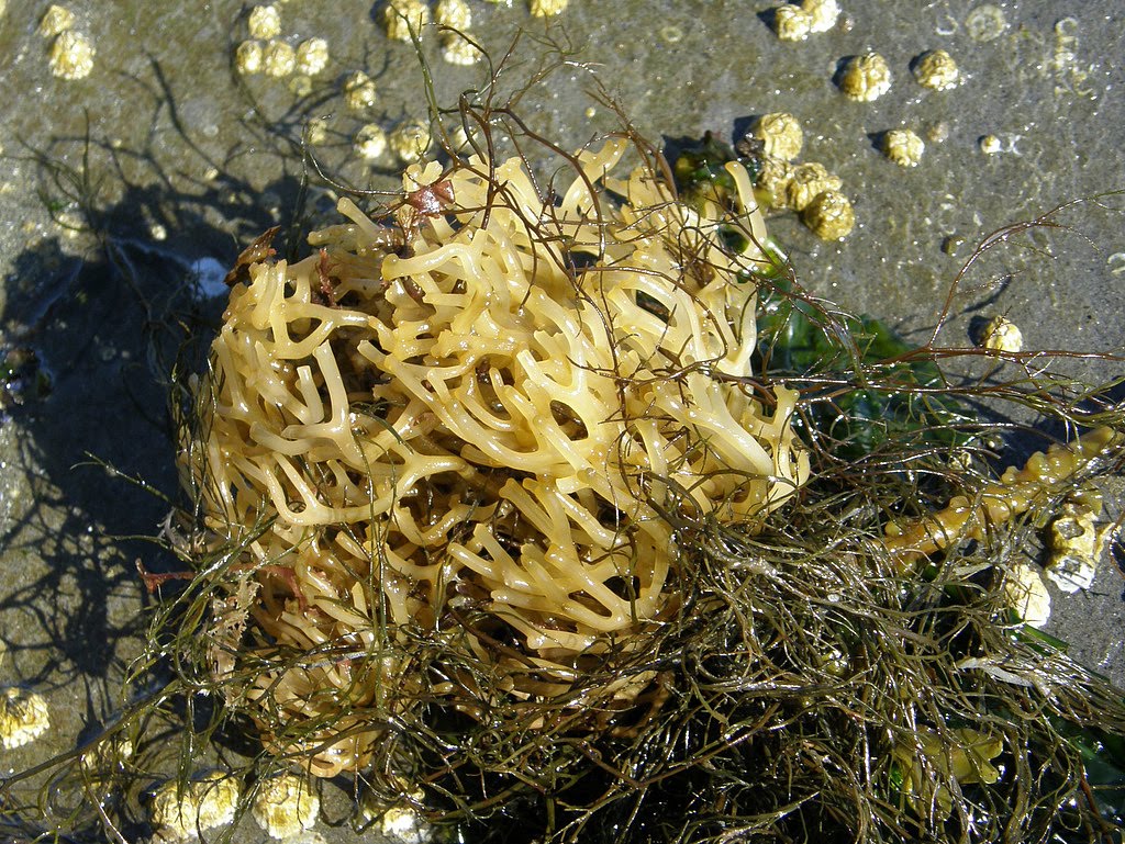 Wanderin' Weeta (With Waterfowl and Weeds): In the holdfast: feathers ...