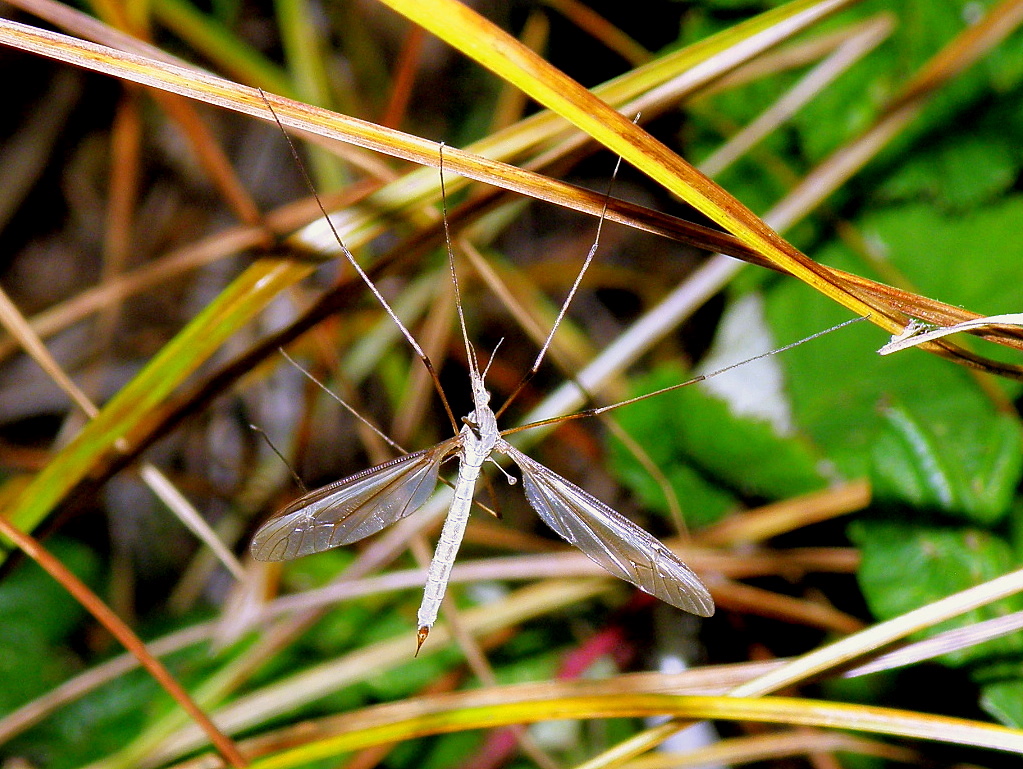 Animal Photos Videos Hub: Crane Fly Poisonous Animal Biography Hot ...