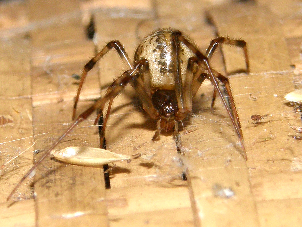 Wanderin' Weeta (With Waterfowl and Weeds): Fat, cream-and-black, leggy ...