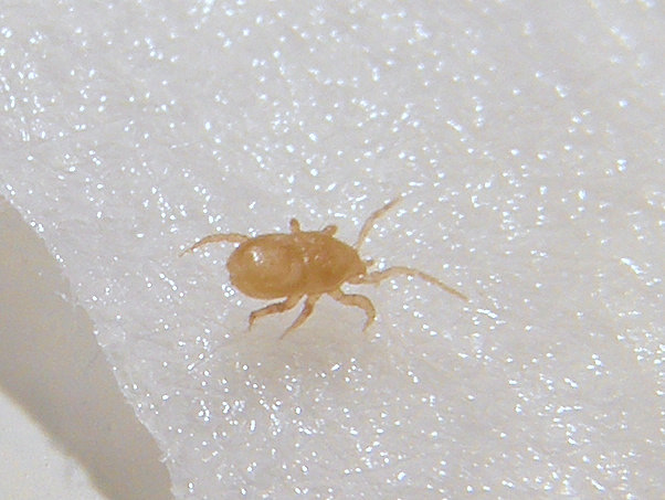 Wanderin' Weeta (With Waterfowl and Weeds): Pink velvet mite