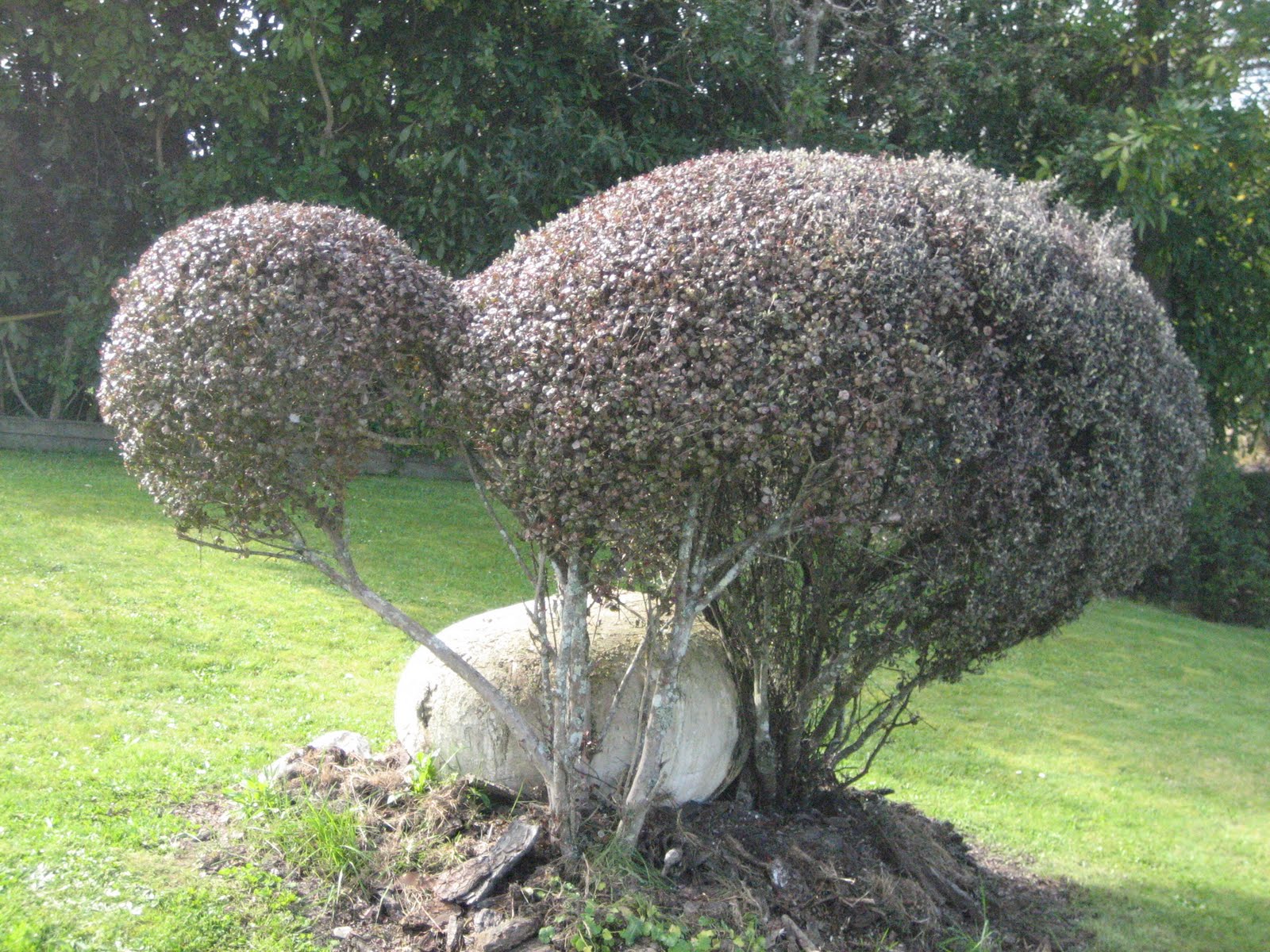 Notes From the Antipodes: “If there are squashed hedgehogs on the road ...