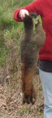 Notes From the Antipodes: “If there are squashed hedgehogs on the road ...