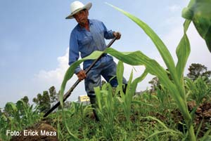 TIPOS DE LABRANZA: Labranza Cero