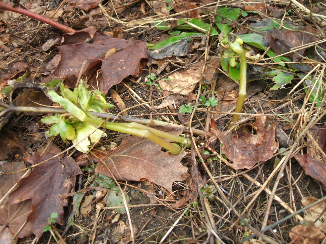 Peonies - and the Rest: Frost damage after a disgustingly cold snap