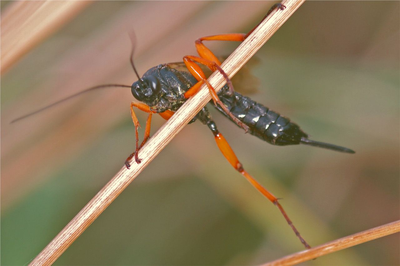 Be who you are: Bug Weeks (Courage-Facing my fear)