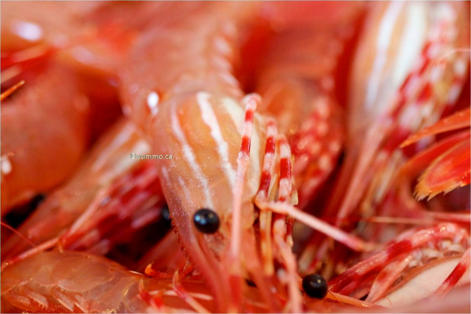 YUMMO - 365 Days of Eating and Being Fed : May 27th - Spot Prawn Feast ...