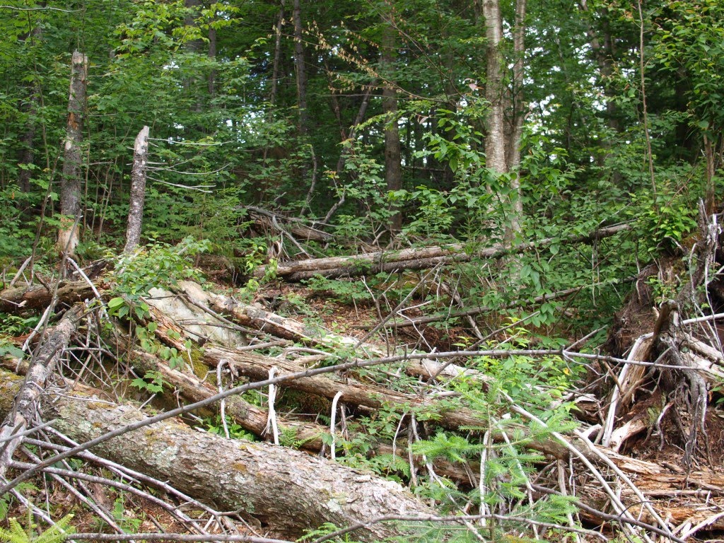 Dan Crane: Adirondack Bushwhacking Safety - - The Adirondack Almanack