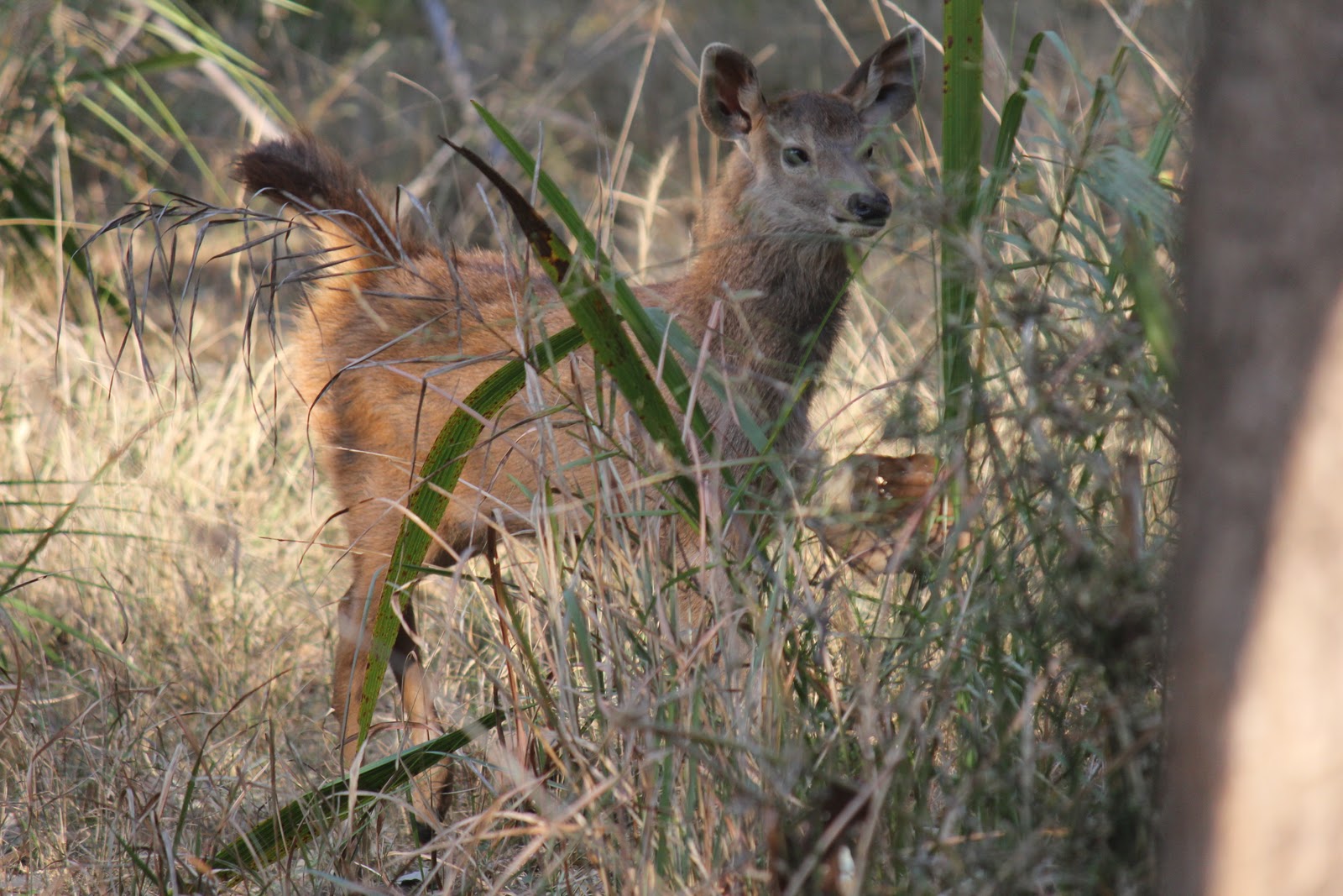 Wildlife from lens: Visit to Bhandhavgarh National Park