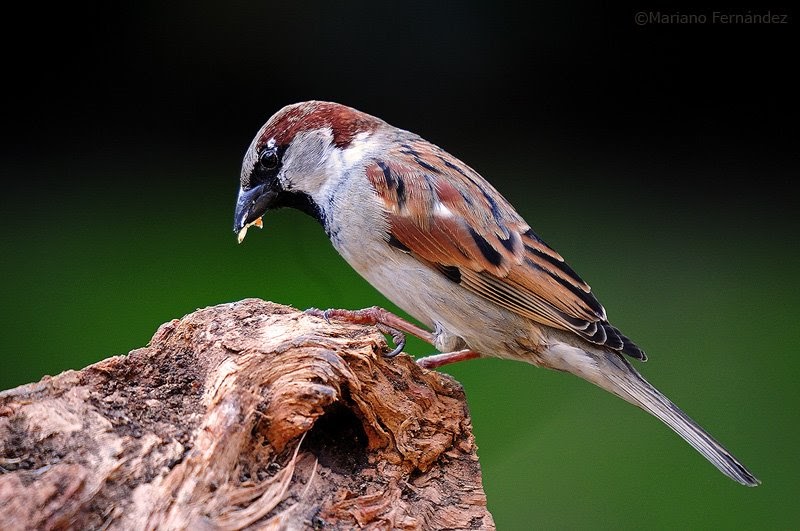 Pico a Viento: La necesaria evolución del gorrión