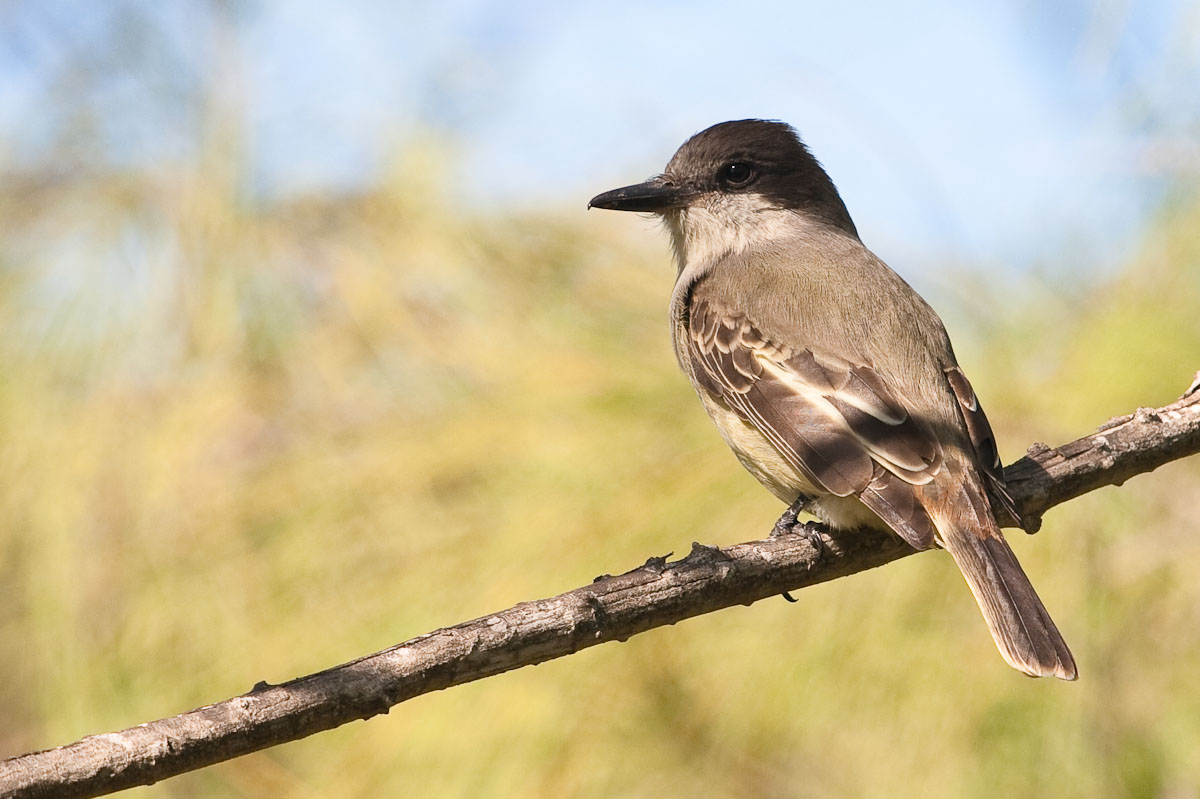 Peregrine's Bird Blog: Birding from the Delphi Club in the Bahamas Part 4
