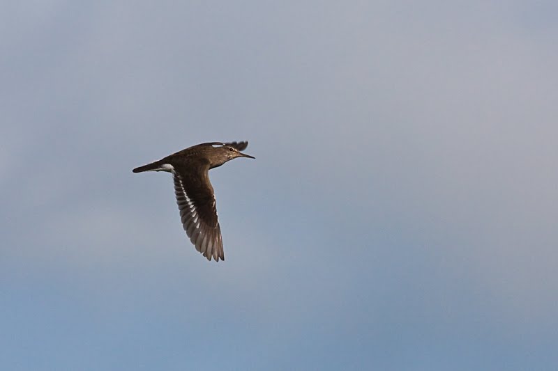 Peregrine's Bird Blog: A Weekend at Delphi Lodge Co.Mayo starring a ...