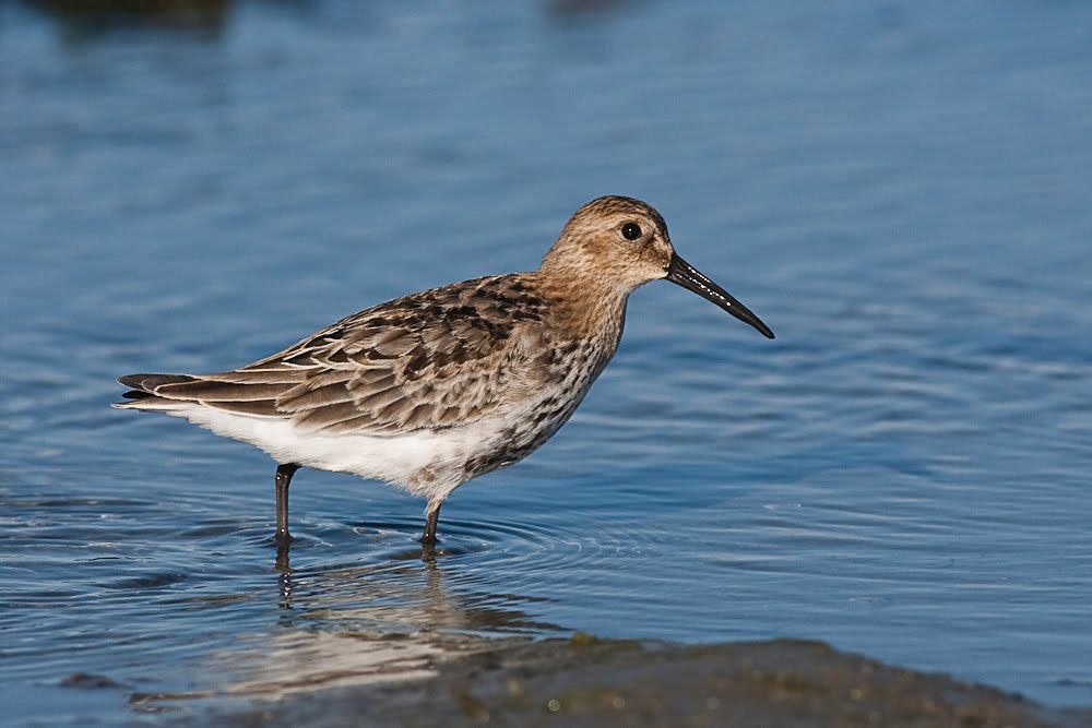Peregrine's Bird Blog: Curlew Sandpipers and Dunlin