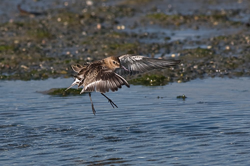 Peregrine's Bird Blog: Curlew Sandpipers and Dunlin