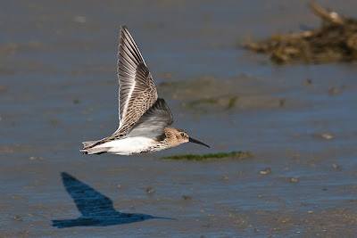 Peregrine's Bird Blog: Curlew Sandpipers and Dunlin